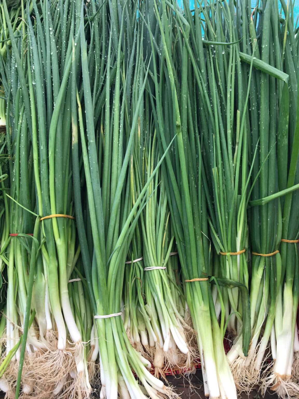 Oignon vert (paquet) – Zot Marché