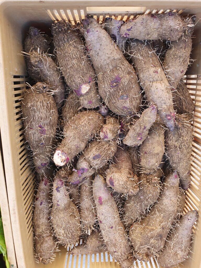 Cambar (500gr) – Zot Marché